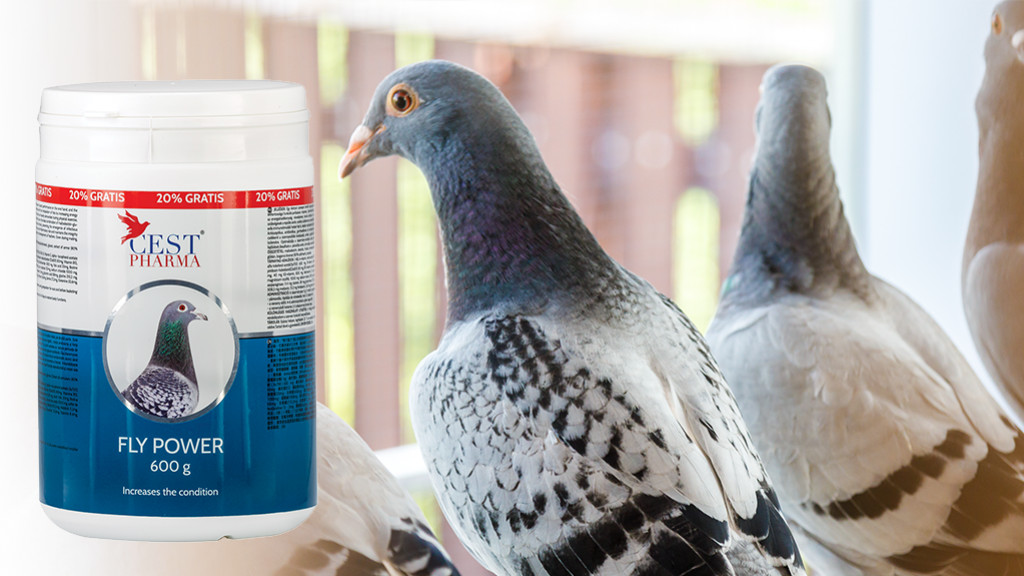 FLY POWER – PROBABLY THE BEST RACE CONDITIONER!!!